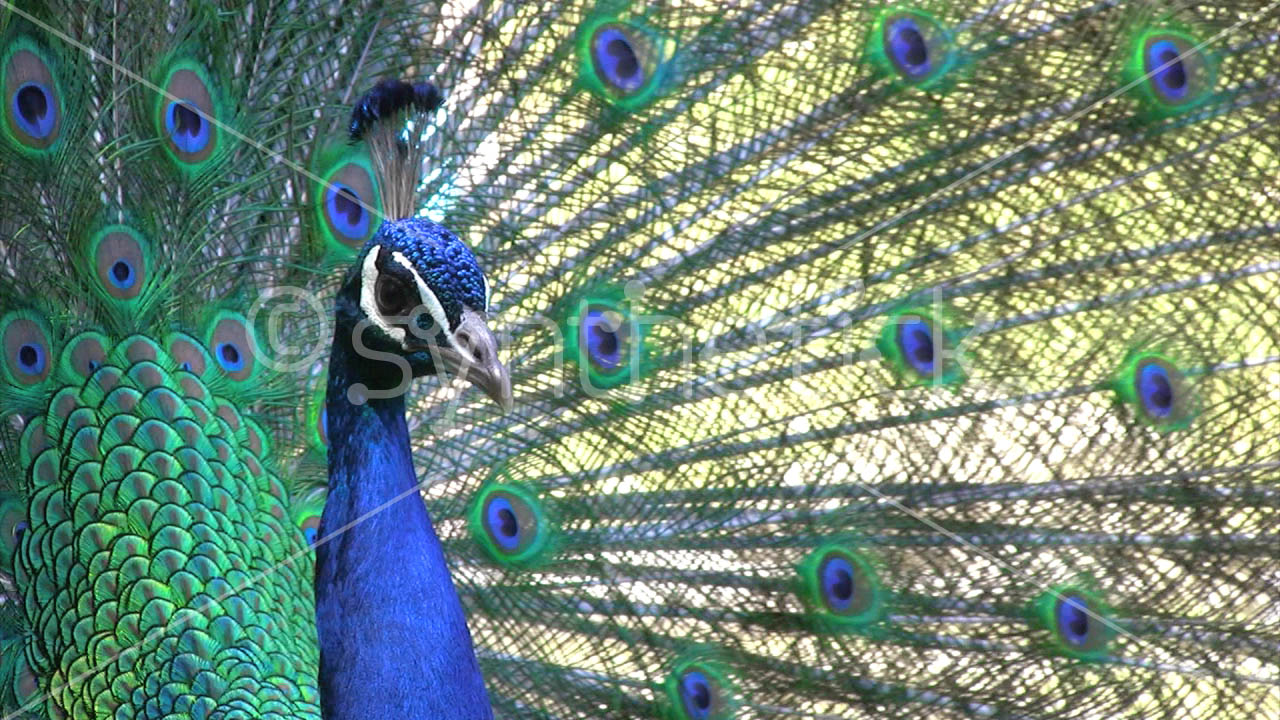 Peacock Tail Display | Stock Video Footage | Synthetick