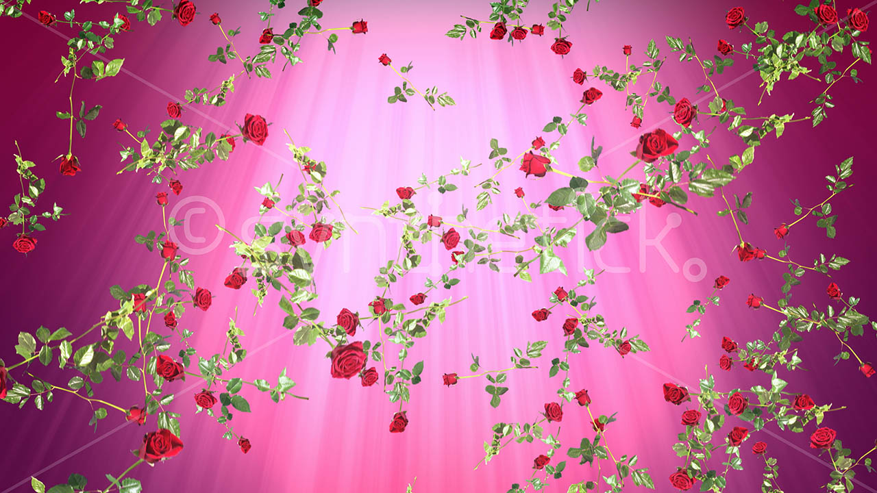 Falling Roses, Pink | Stock Video by Synthetick