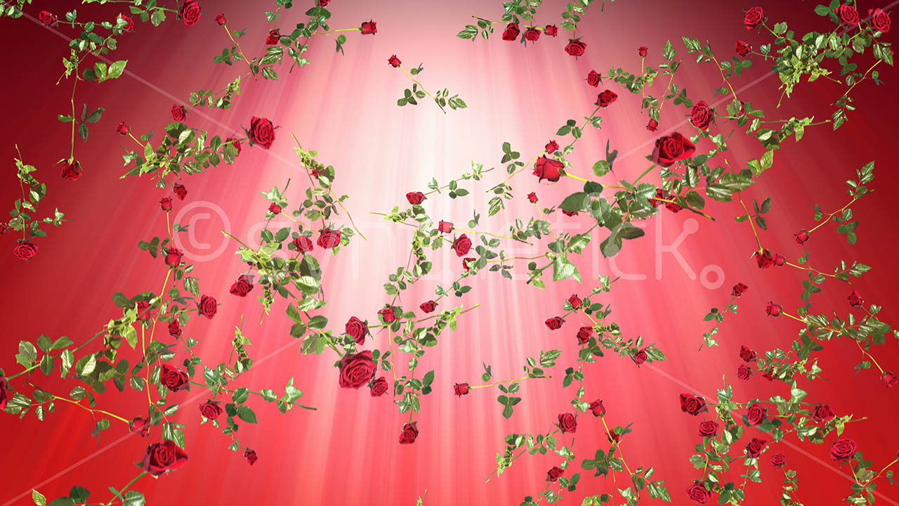 Falling Roses, Red | Stock Video by Synthetick